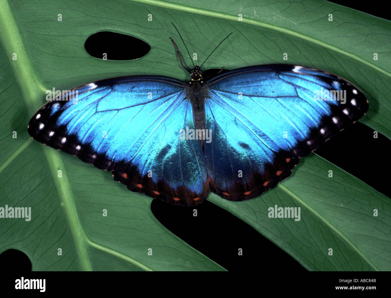 Morpho Peleides Butterfly Stock Photo - Alamy