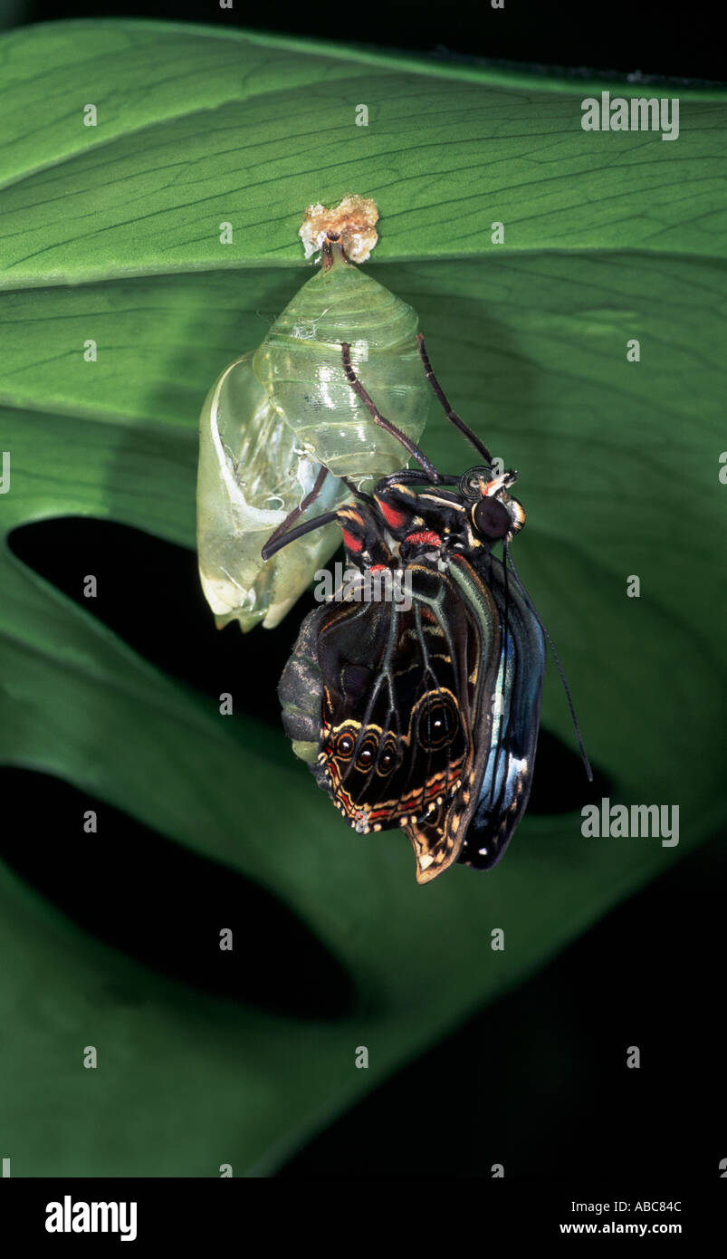 Morpho Peleides Butterfly Pupae hatching Stock Photo - Alamy