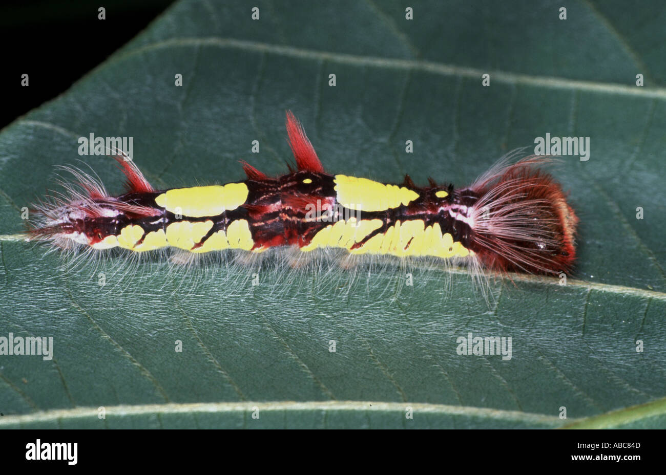 Blue morpho butterfly caterpillar hi-res stock photography and images ...