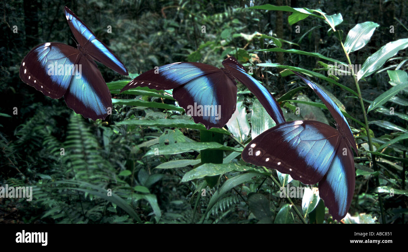 Morpho butterfly in flight hi-res stock photography and images - Alamy