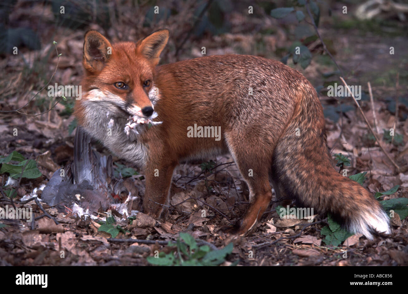 Red Fox Vulpes vulpes UK feeding on pigeon Stock Photo - Alamy