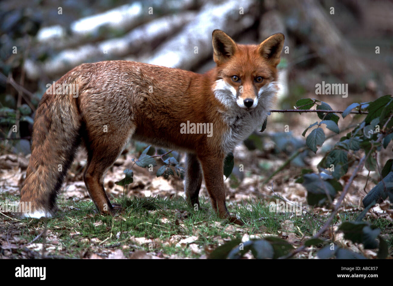 Red Fox Vulpes vulpes UK Stock Photo - Alamy