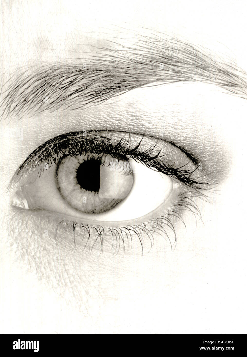 Black brown eyes Cut Out Stock Images & Pictures - Alamy