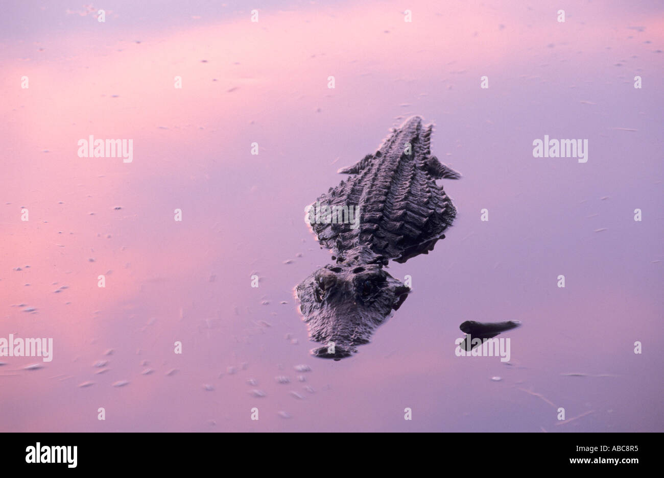 Alligator of Okefenokee swamp in evening light, Georgia, USA Stock ...