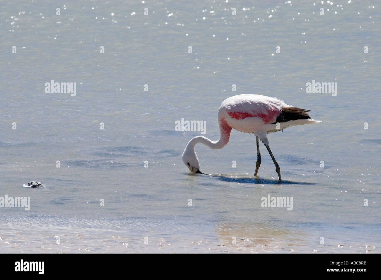 Andean flamingo habitat hi-res stock photography and images - Alamy