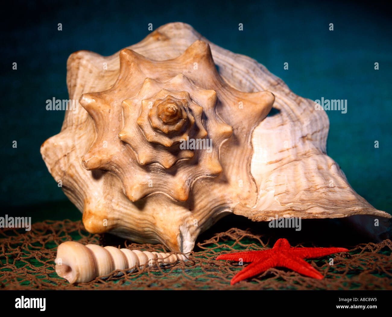 conch star fish net and marine elements shell Stock Photo - Alamy