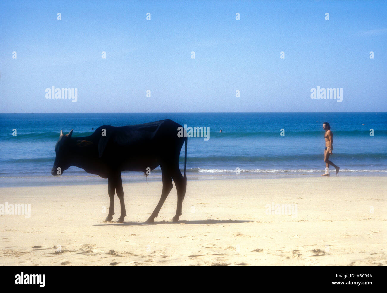 Goan cow hi-res stock photography and images - Alamy