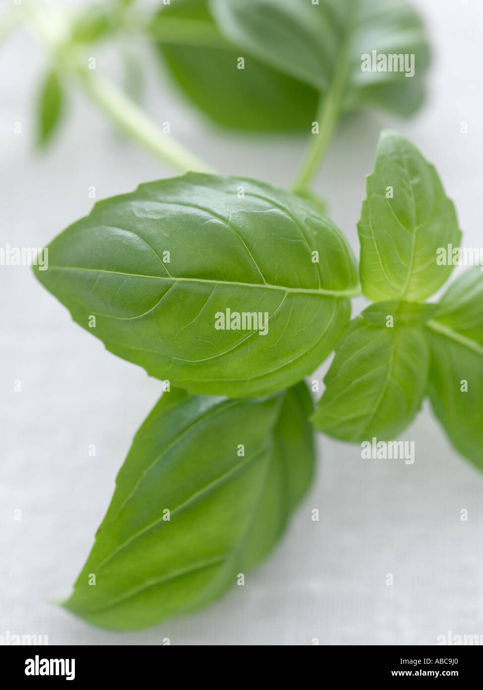 Basil leaves leaf hi-res stock photography and images - Alamy