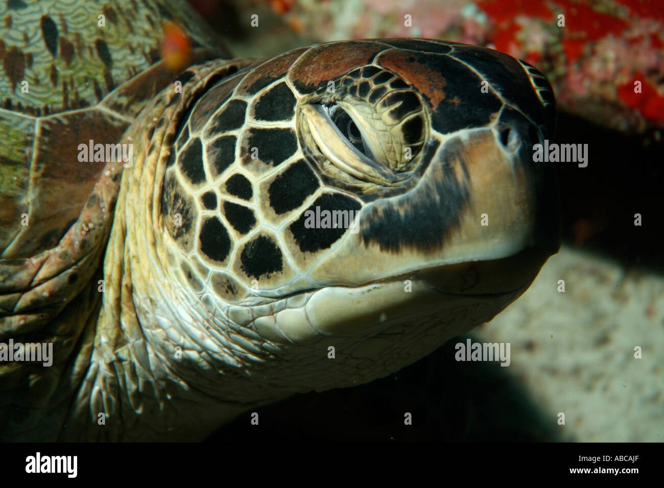 Close up green sea turtles eye hi-res stock photography and images - Alamy