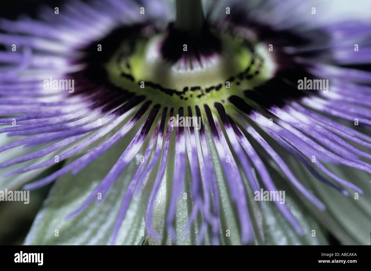 Passionflower passionflowers passiflora flower hi-res stock photography ...