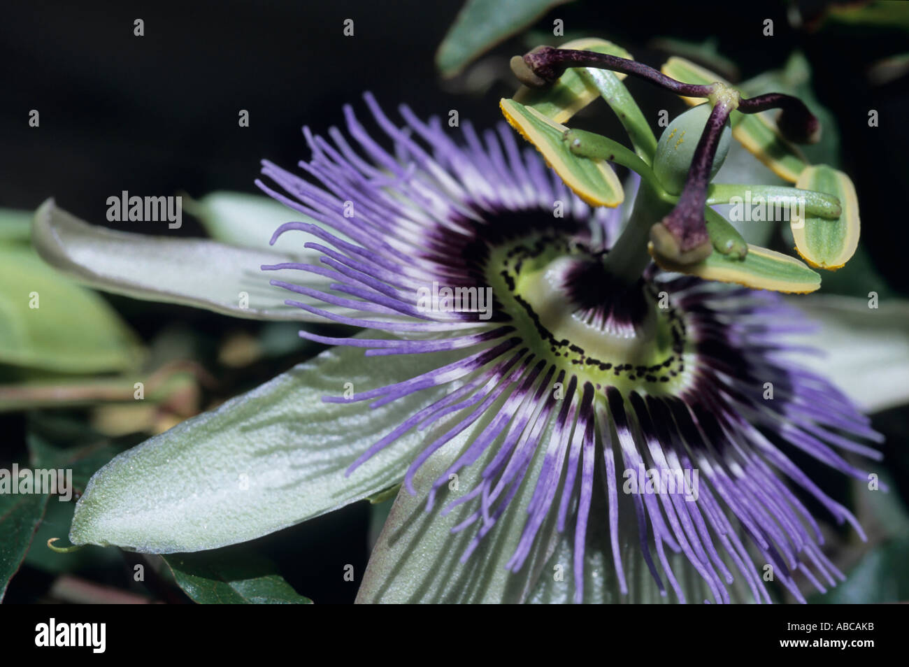 Stamen of a Passionflower (Passiflora edulis), France Stock Photo - Alamy