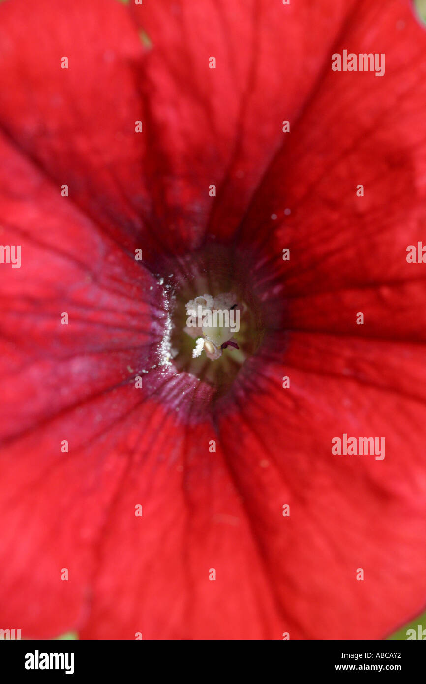 Petunia pendula hi-res stock photography and images - Alamy