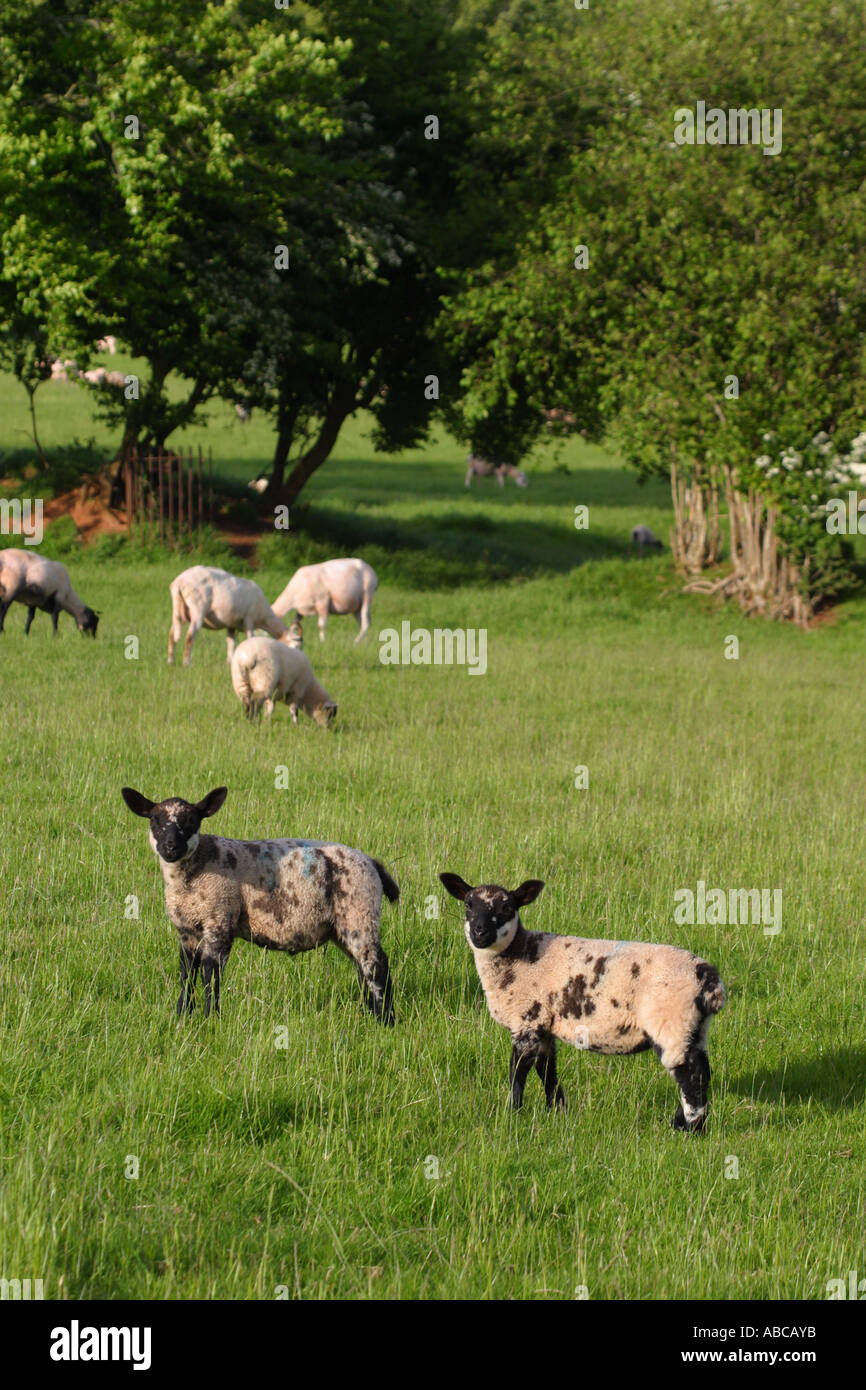 Woolly sheep face hi-res stock photography and images - Alamy