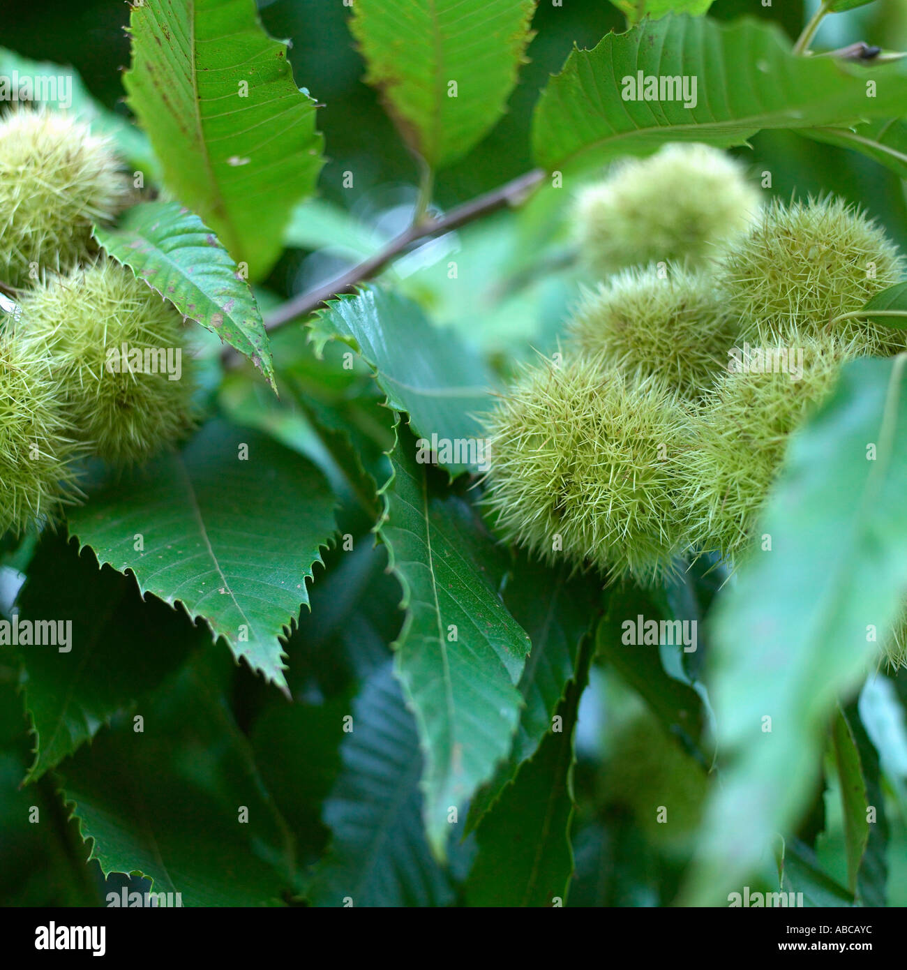 Chestnut tree tuscany italy hi-res stock photography and images - Alamy