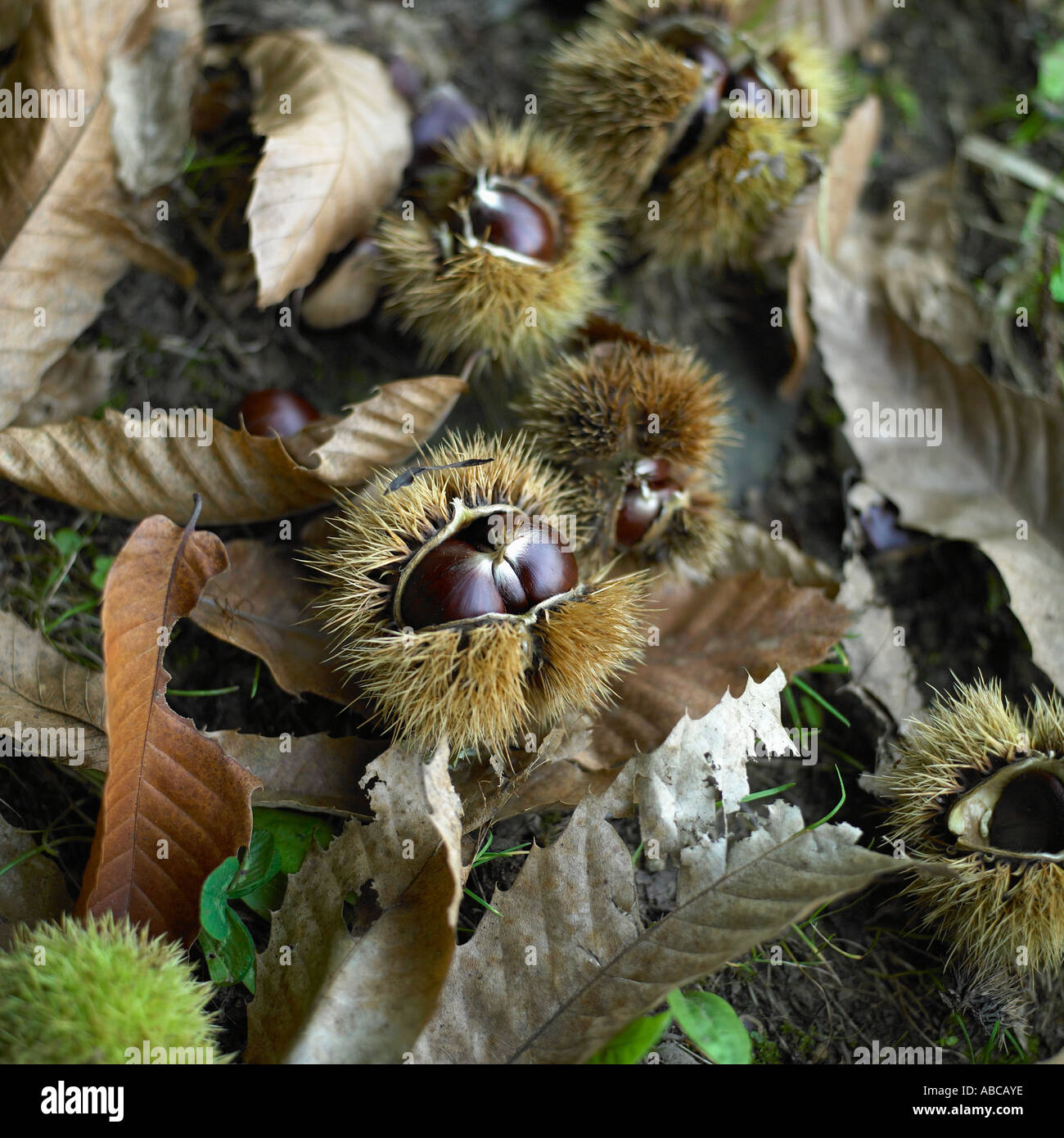 Shiny brown nut shells hi-res stock photography and images - Alamy