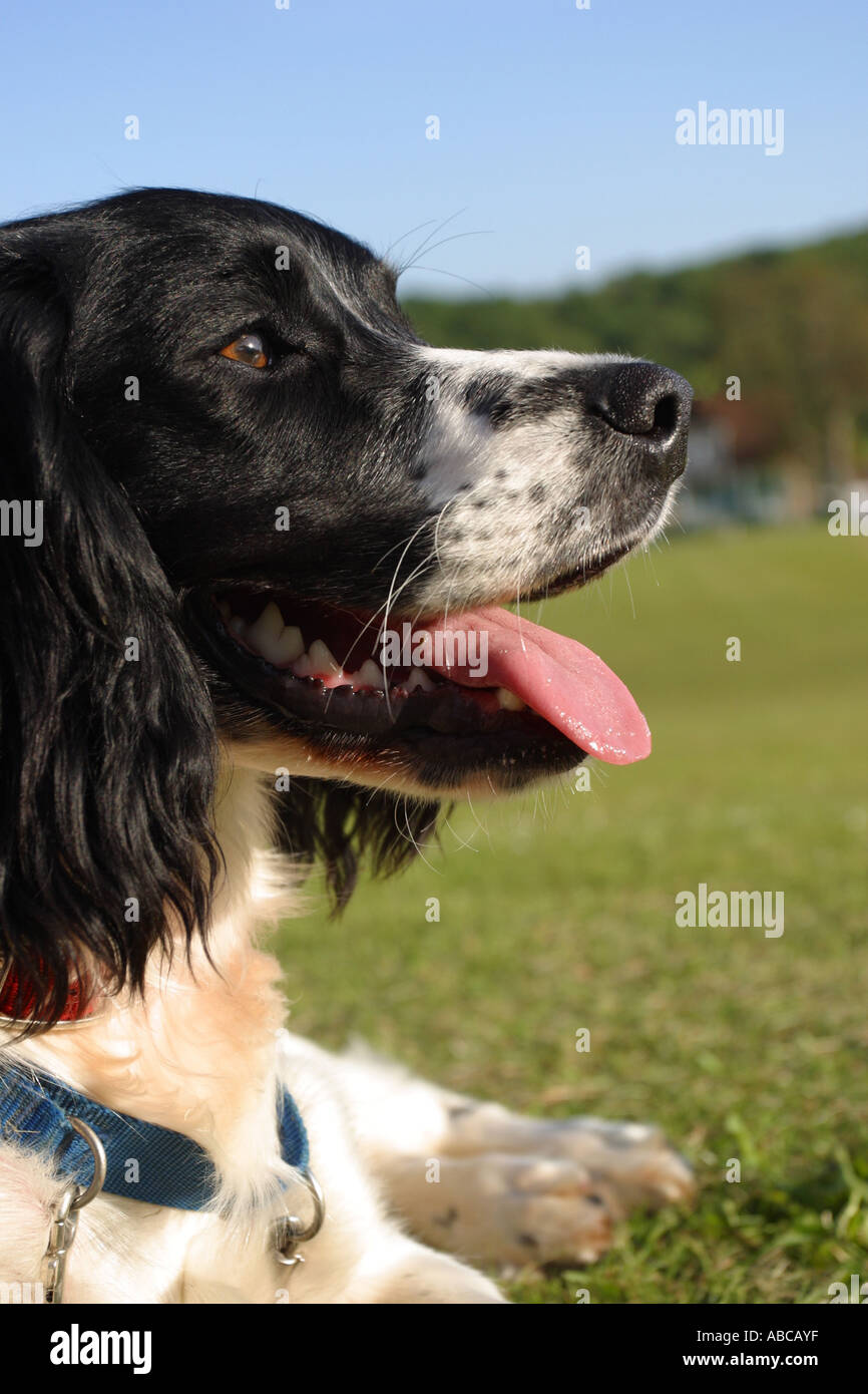 Springer Spaniel dog sat resting with tongue out Stock Photo - Alamy