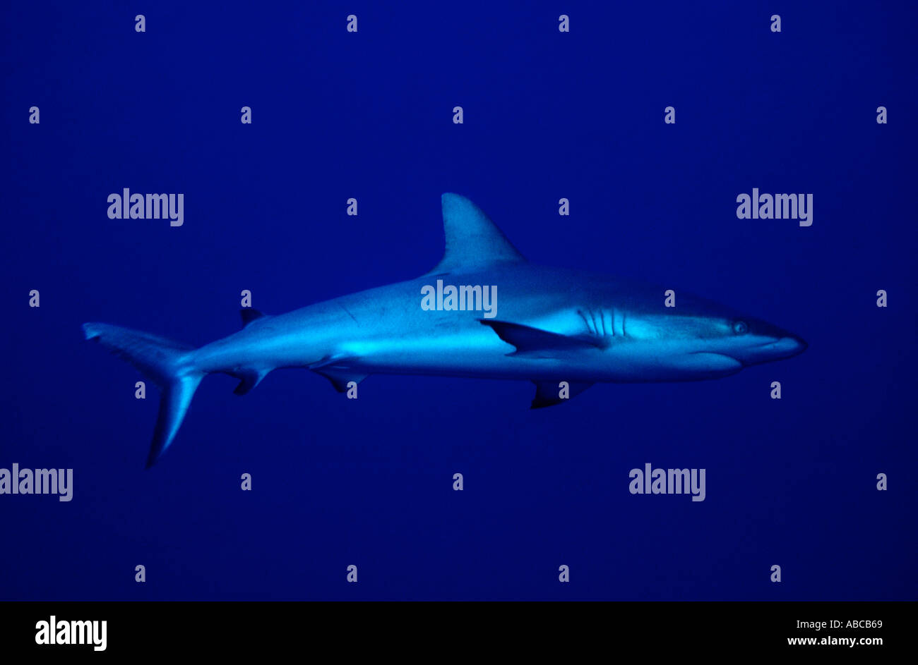 Gray reef shark Carcharhinus amblyrhynchos at Blue Corner Palau ...