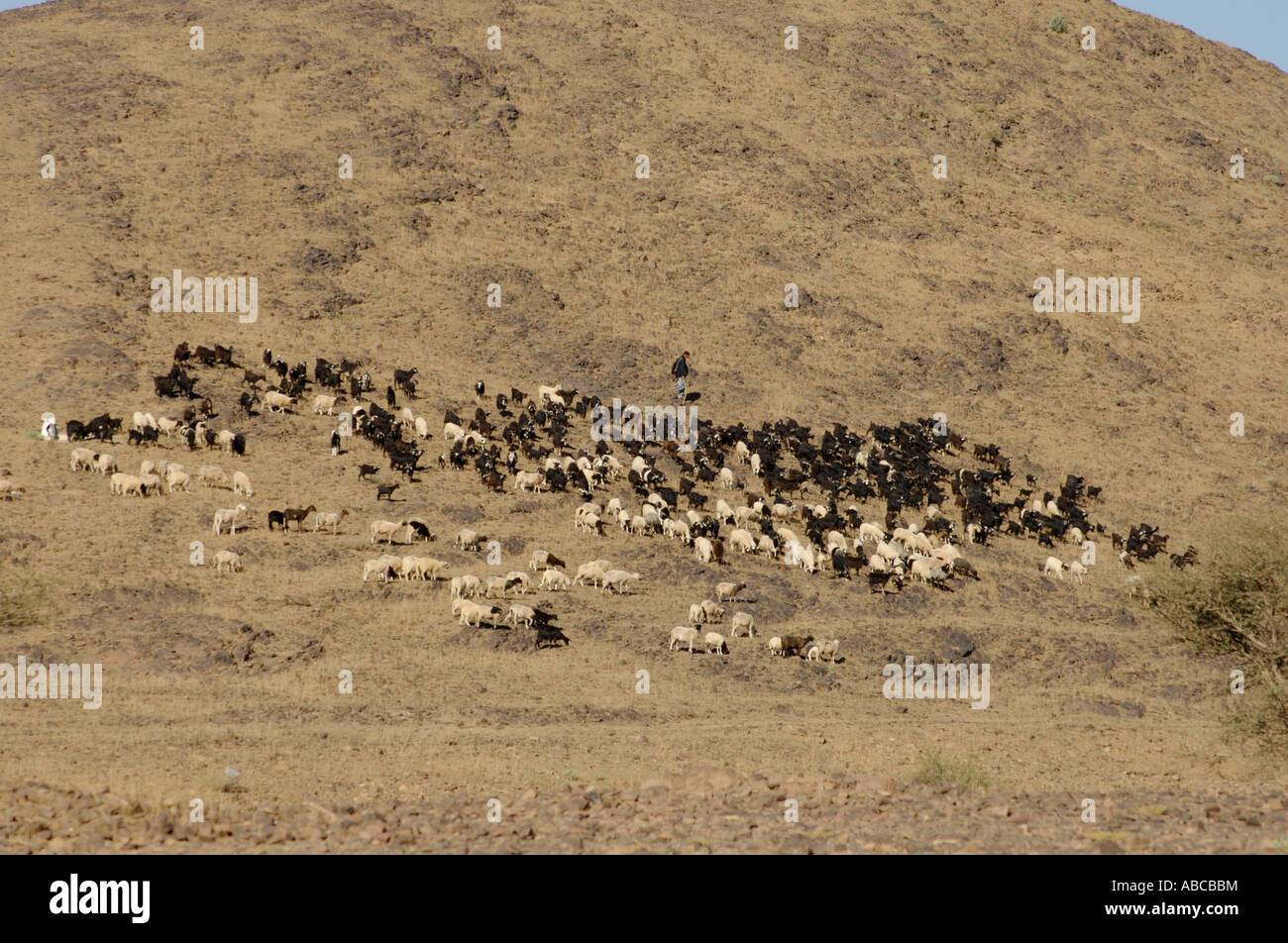 berber shepherd with flock of sheep and goats Draa valley Stock Photo ...