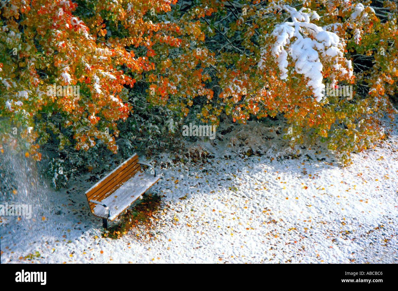 First Snow in Autumn rests lightly on park bench and branches with ...