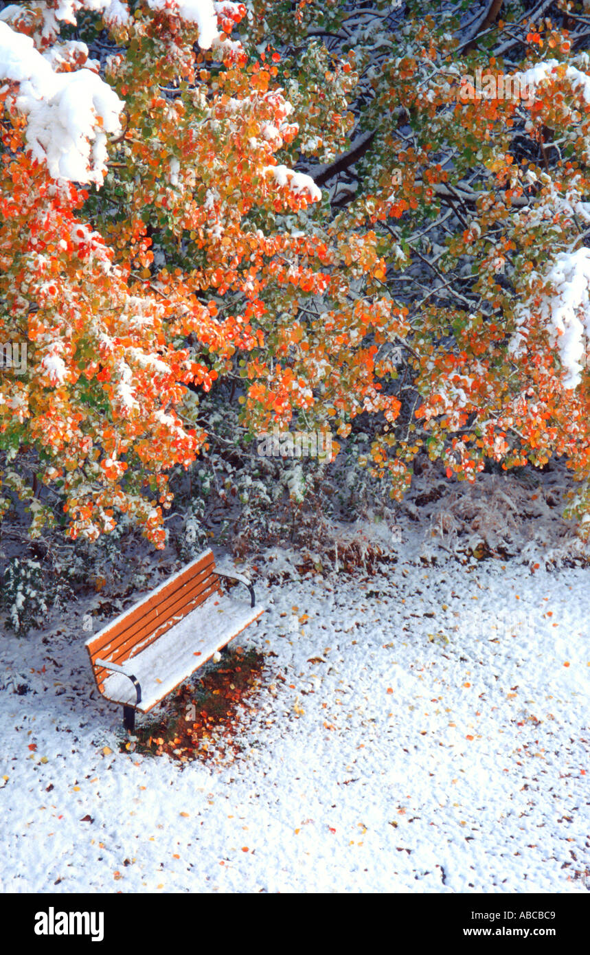 First Snow in Autumn rests lightly on park bench and branches with ...