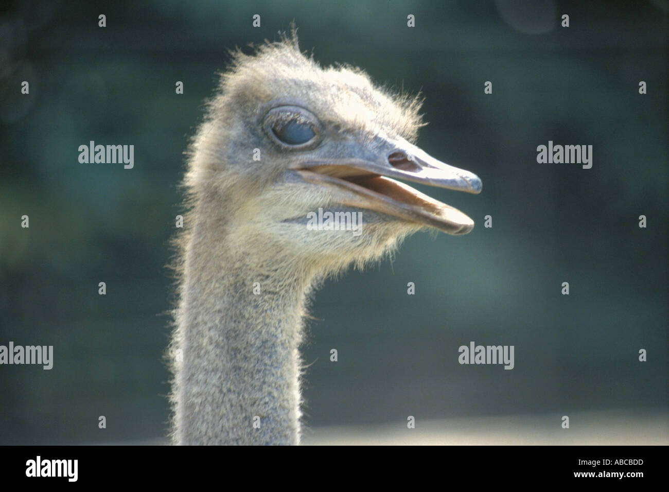 The Ostrich is the only bird that can run very fast Stock Photo - Alamy