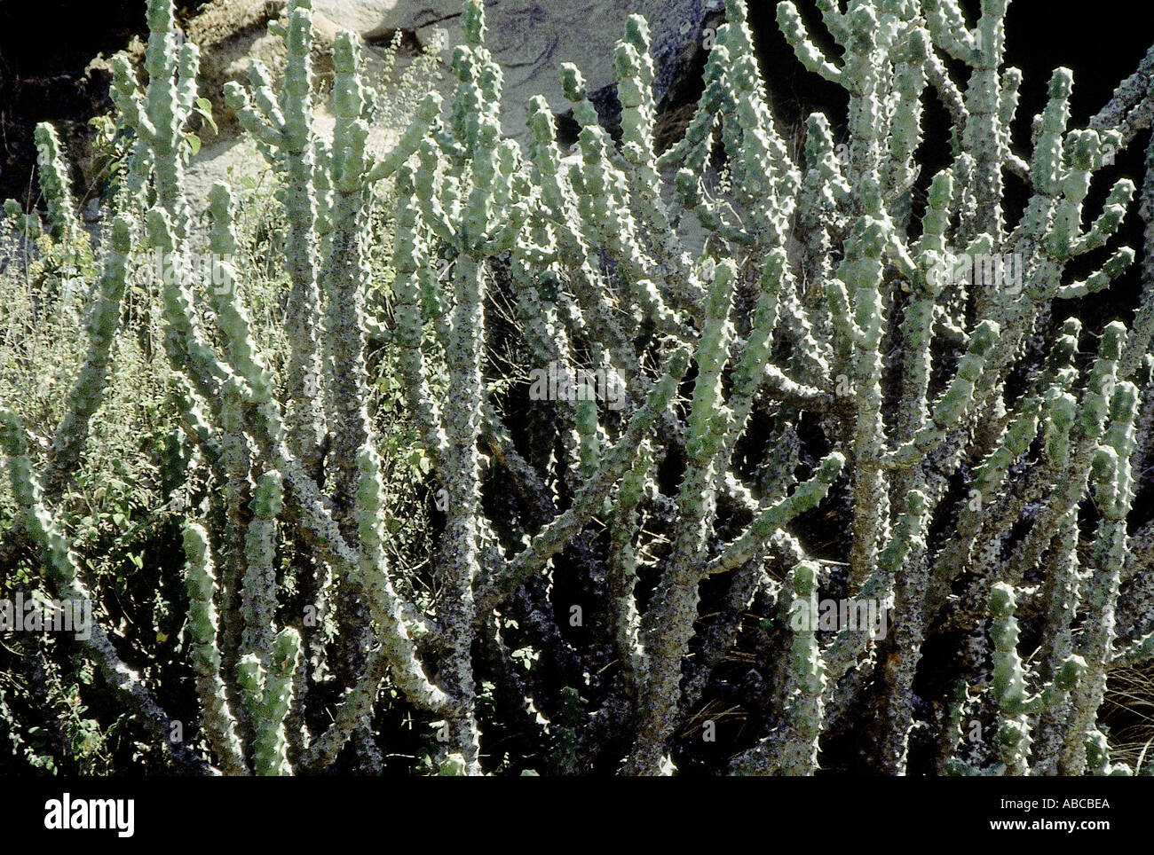 Mount thorn hi-res stock photography and images - Alamy