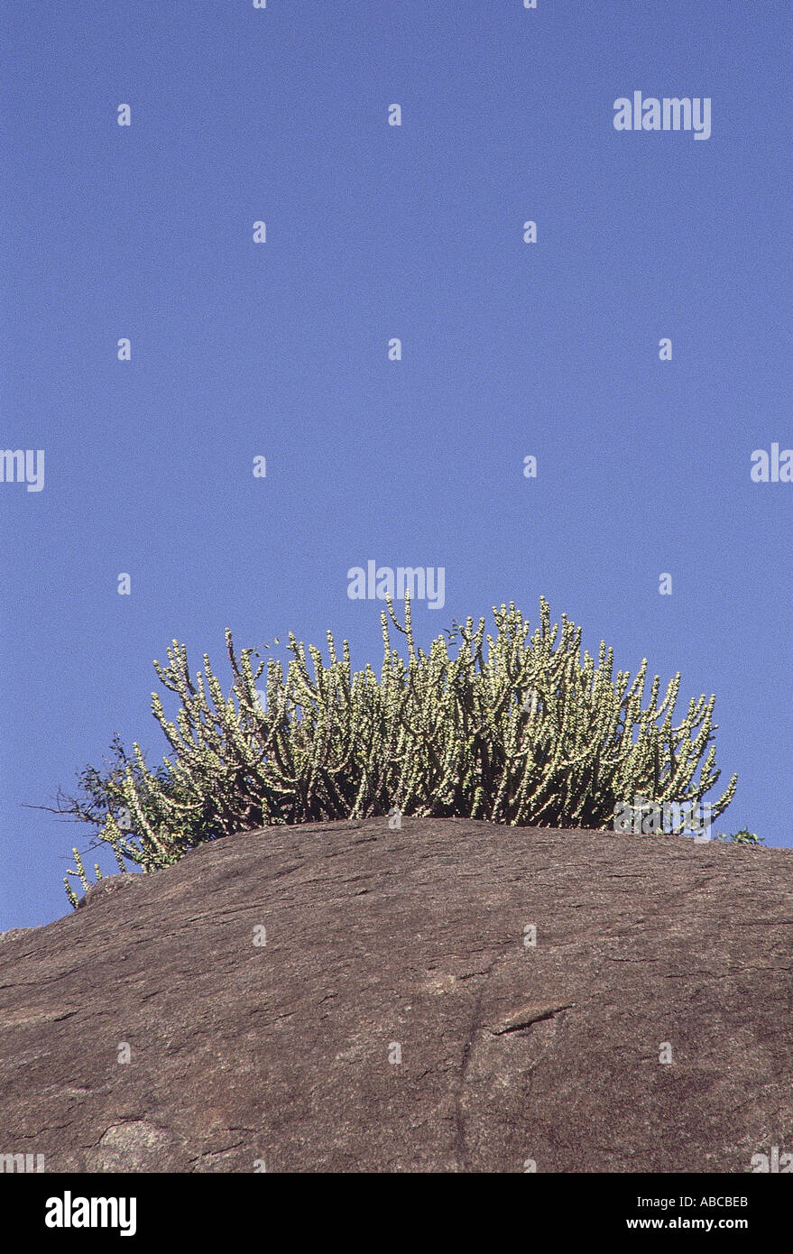 A cactus. Mount Abu, Rajasthan, India Stock Photo - Alamy