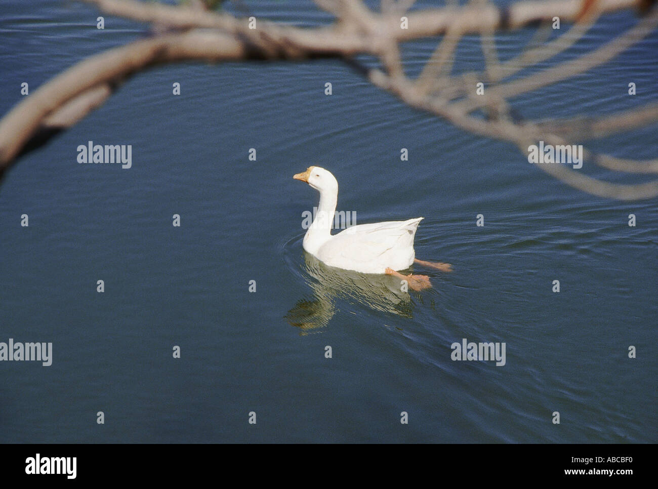 A Raven And A Swan High Resolution Stock Photography and Images - Alamy