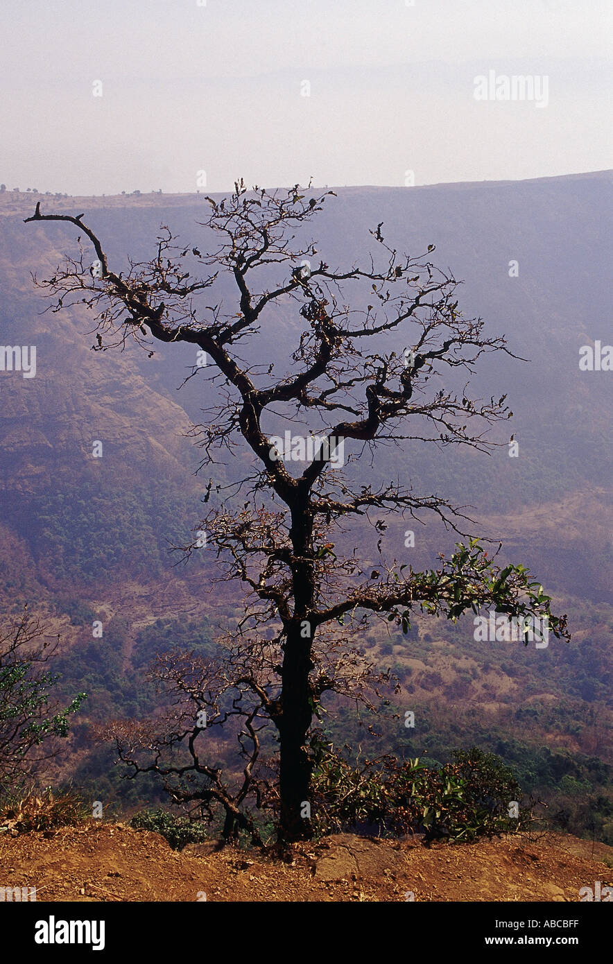 A lone tree on Alexandra Point. Matheran, Maharashtra, India Stock ...