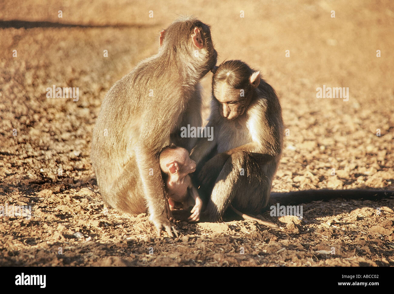 A pair of monkeys with a baby Stock Photo - Alamy