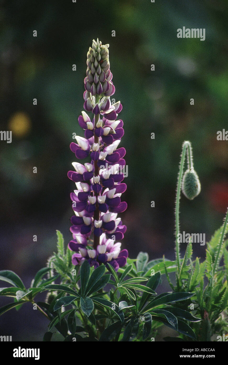 Himalayan flower hi-res stock photography and images - Alamy