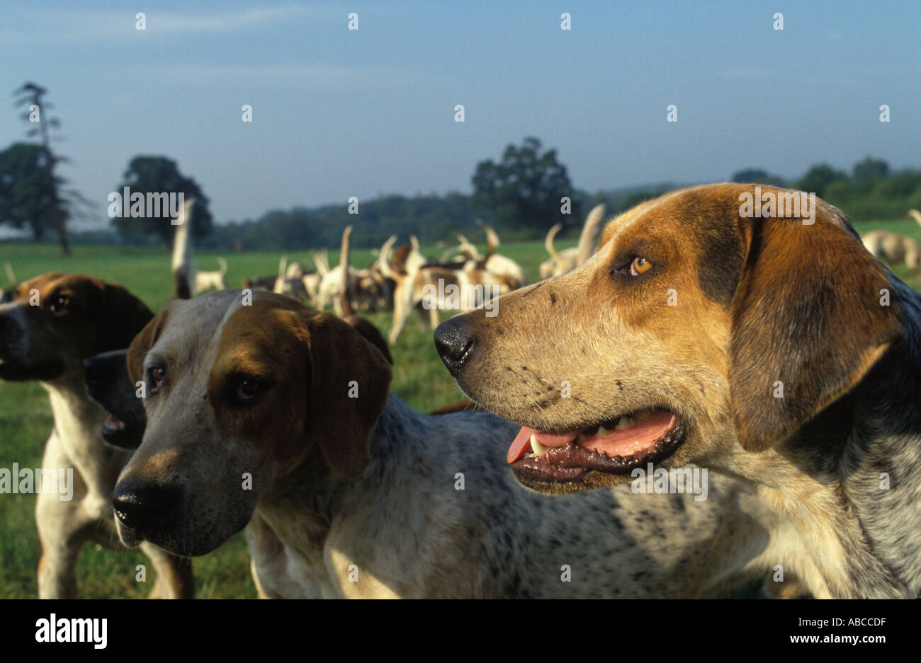 English foxhound exercise hi-res stock photography and images - Alamy