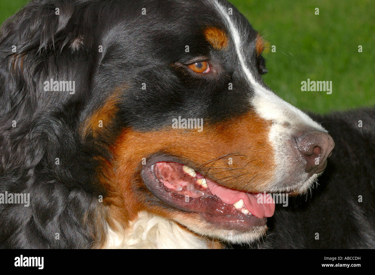 Bouvier bernois hi-res stock photography and images - Alamy