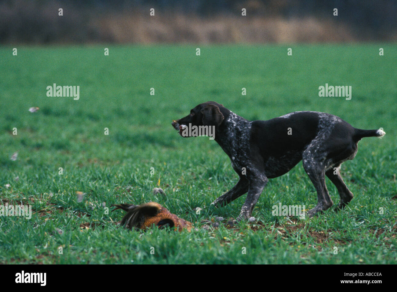 Dog with game birds hi-res stock photography and images - Alamy