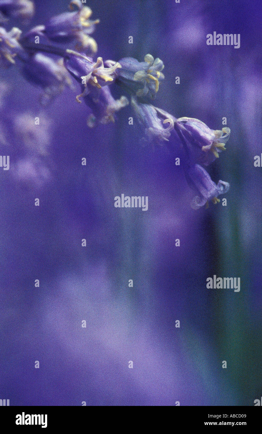 Bluebells Batcombe Dorset England UK Stock Photo - Alamy