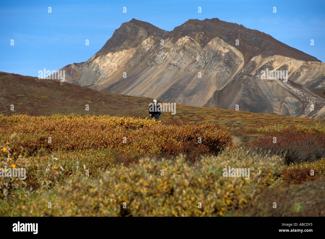 Alaska Denali National Park day hiking Stock Photo - Alamy