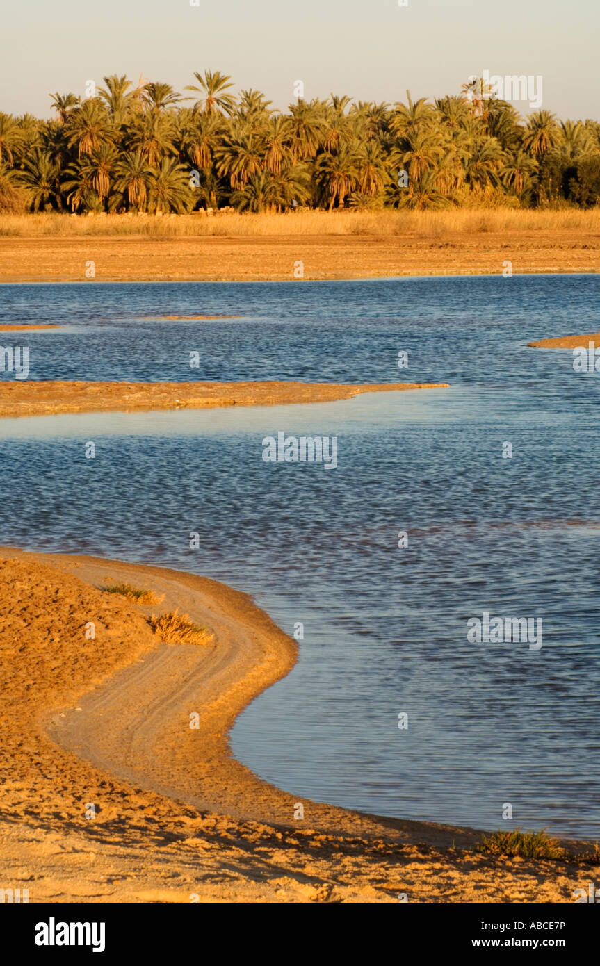 palm trees at lake Siwa, the Great Sand Sea, Western desert ,Siwa oasis ...