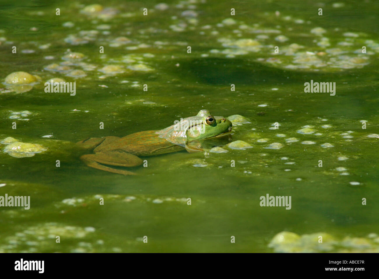 Bullfrog in pond Stock Photo - Alamy