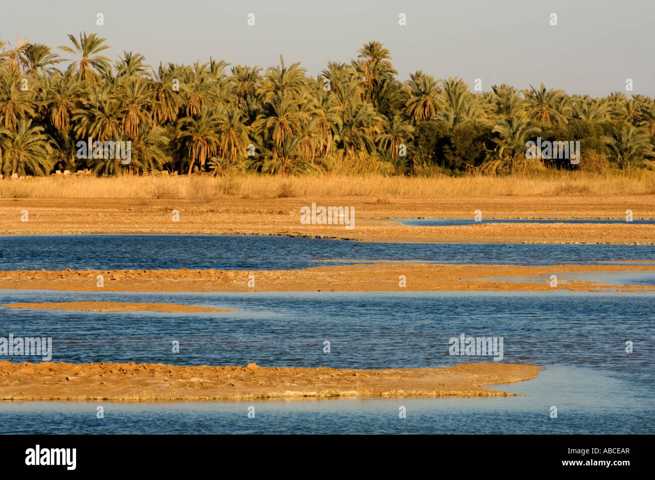 palm trees at lake Siwa, the Great Sand Sea, Western desert, Siwa oasis ...