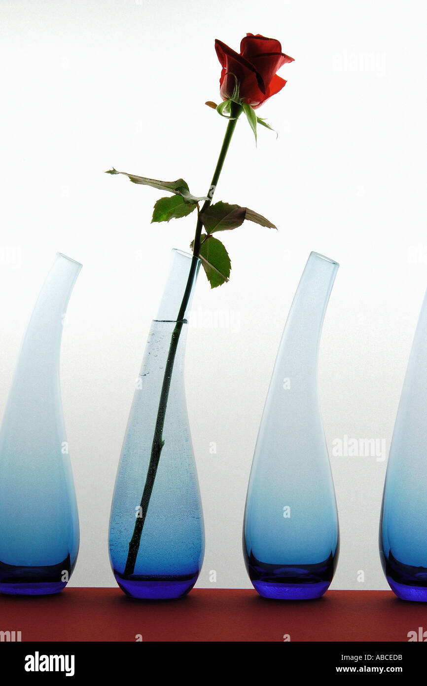 Rose plant in a container hi-res stock photography and images - Alamy