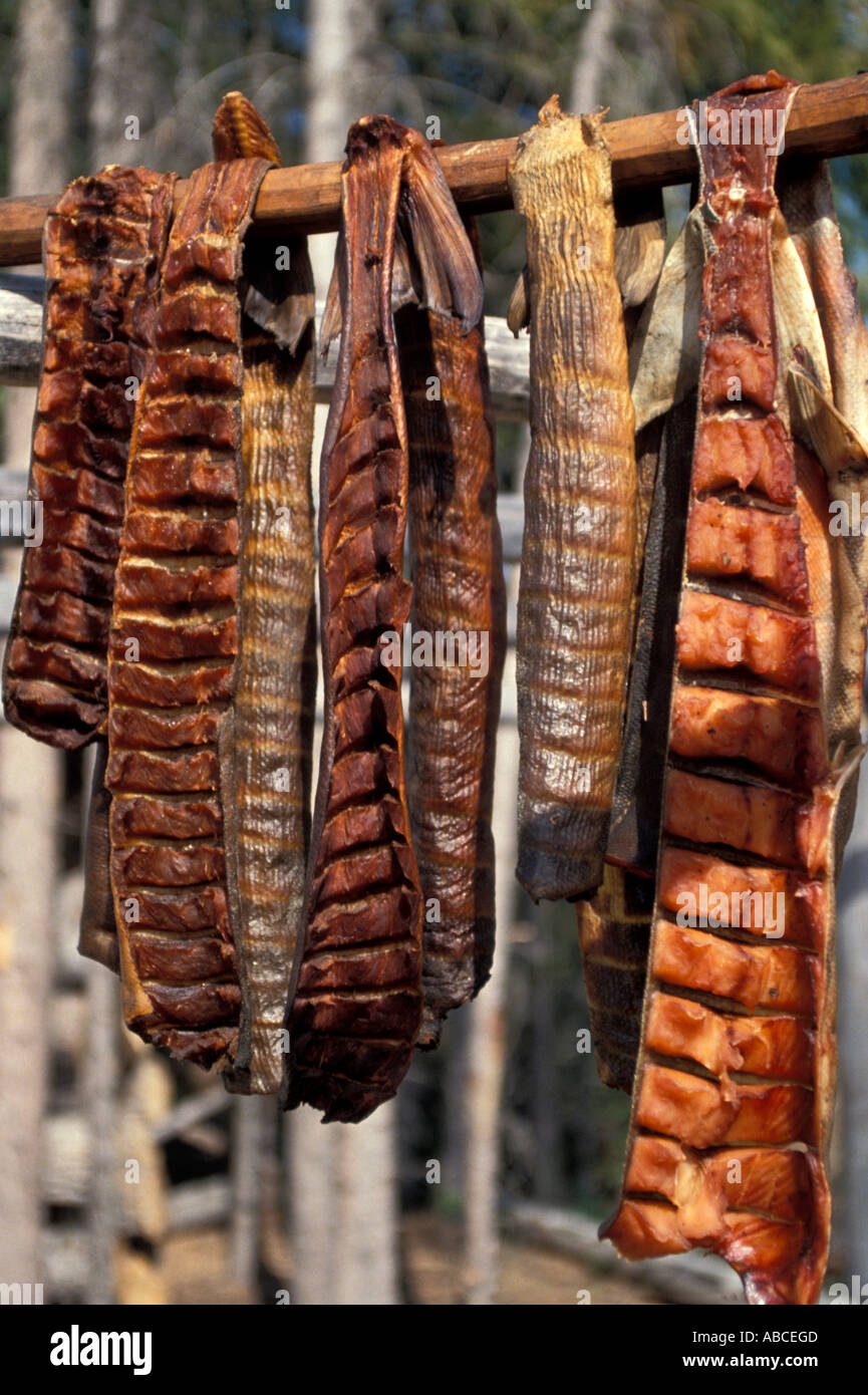 Timothy salmon hi-res stock photography and images - Alamy