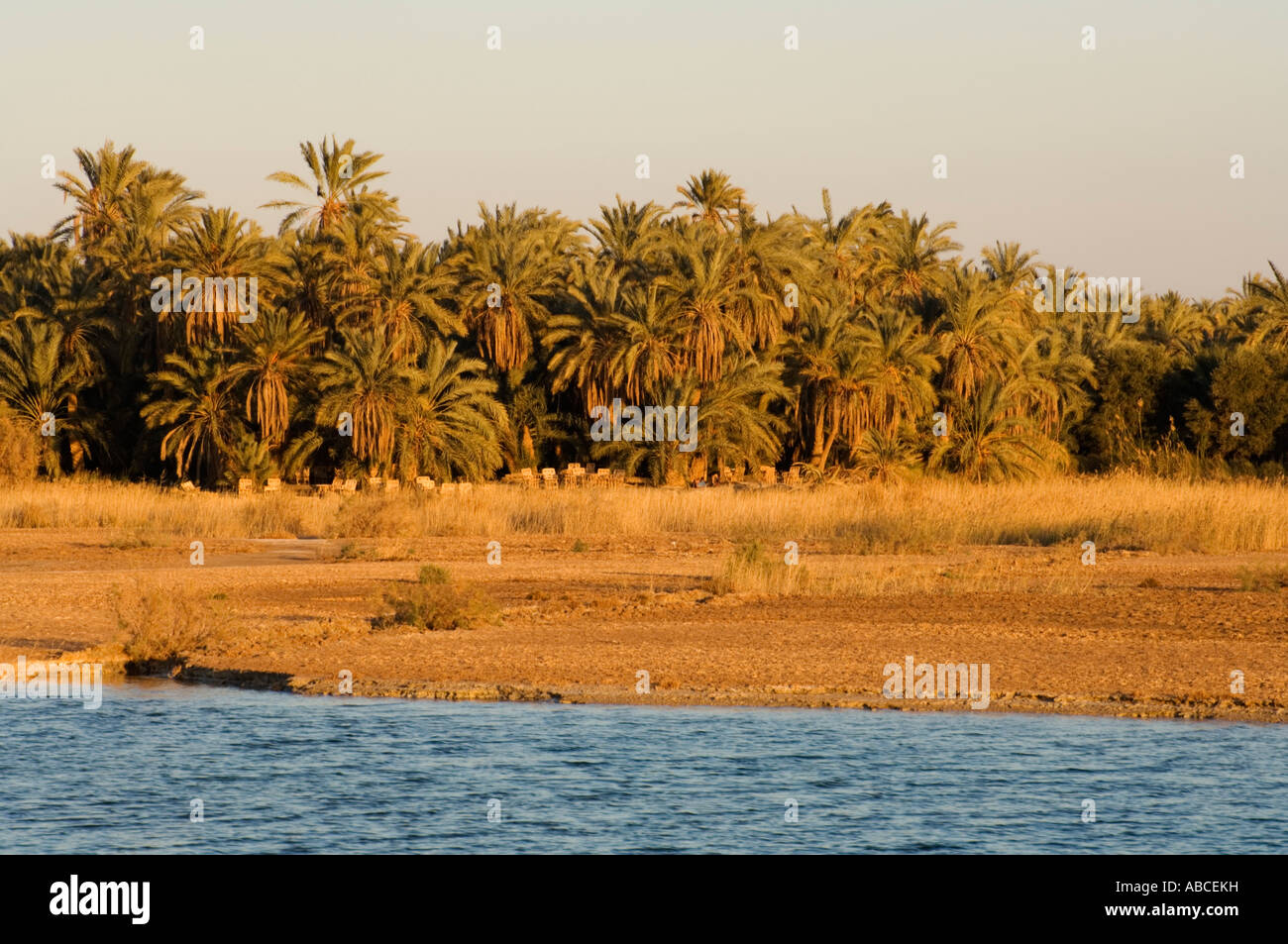 palm trees at lake Siwa, the Great Sand Sea, Western desert , Siwa ...