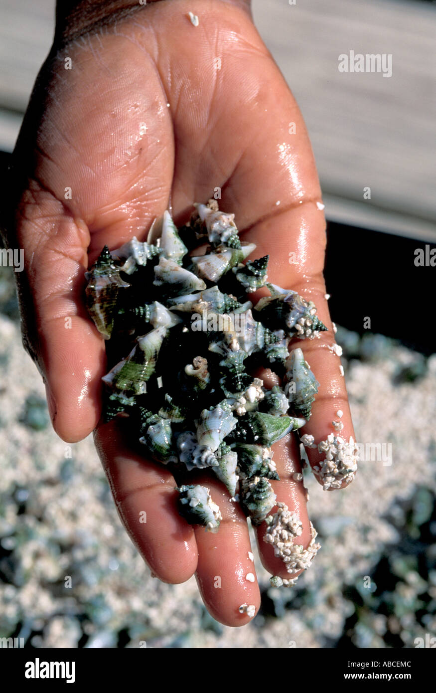 Conch shells handful baby immature conch Stock Photo - Alamy