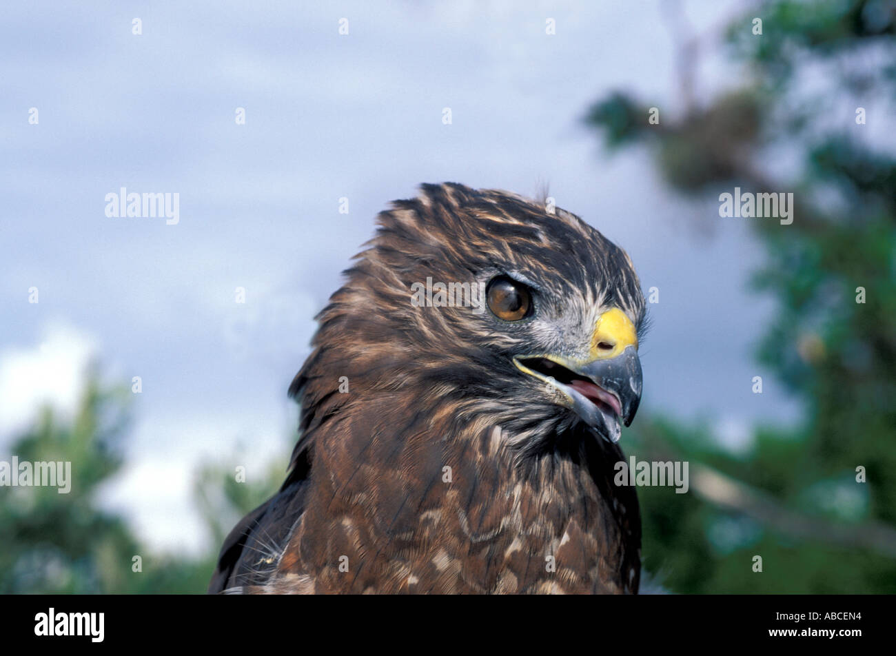 Bird immature juvenile red shouldered hawk Stock Photo - Alamy