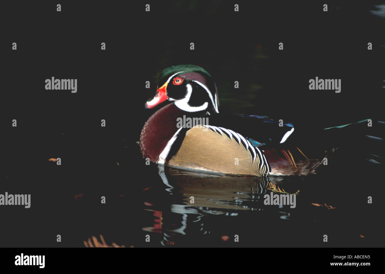 Birds male drake wood duck Aix sponsa Stock Photo - Alamy