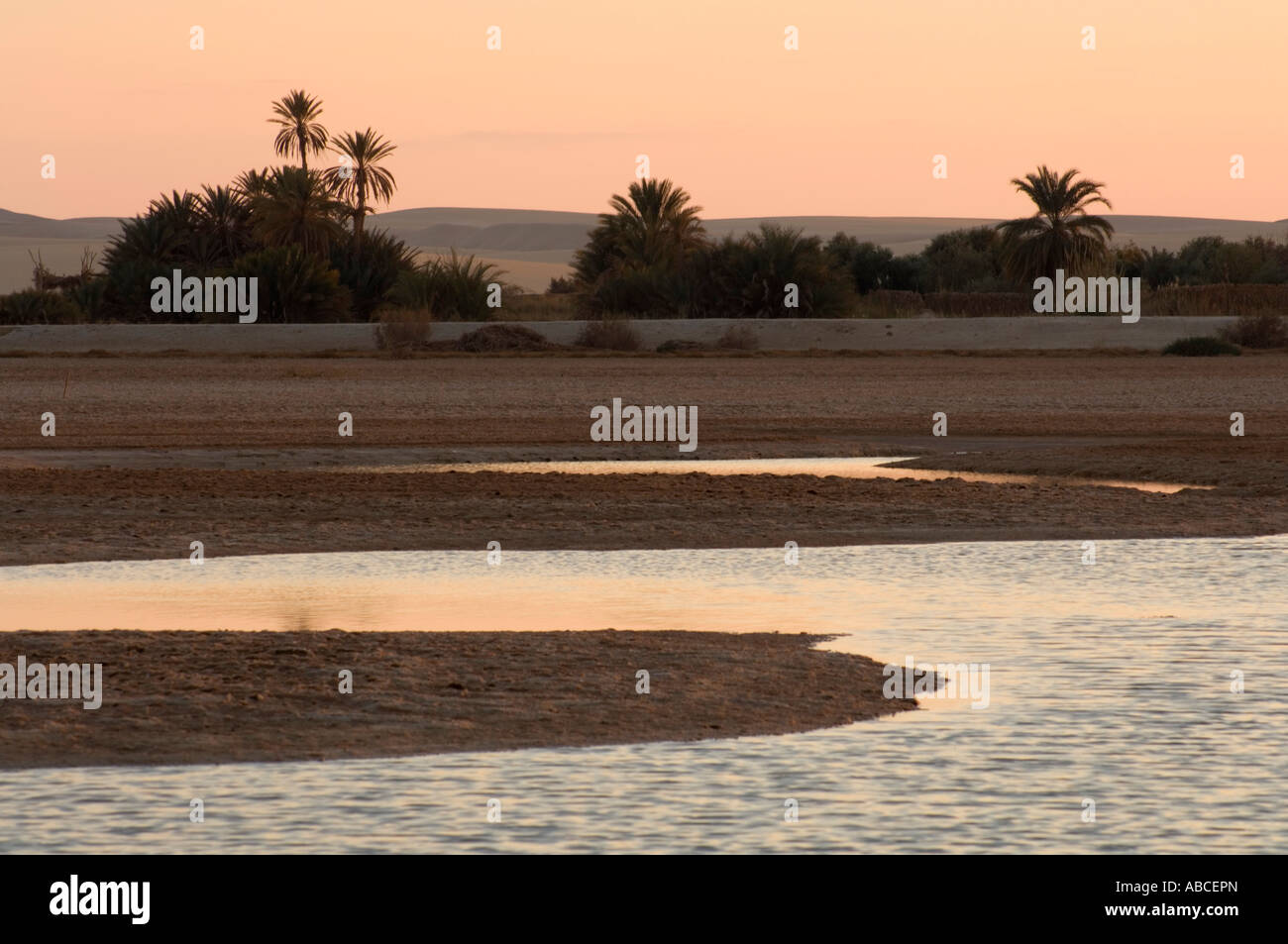 palm trees at lake Siwa, the Great Sand Sea, Western desert ,Siwa oasis ...