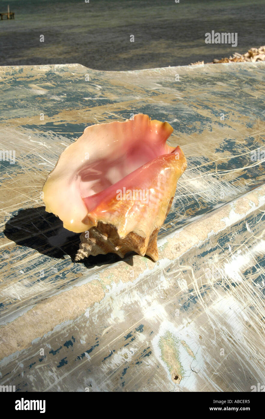 Bahamas bahamaian islands queen Pink conch shell Stock Photo - Alamy