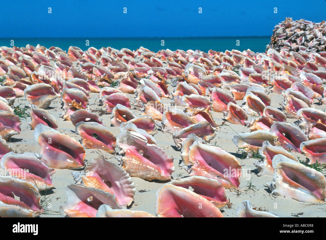 Providenciales Provo Turks and Caicos islands tci Queen Conch Shells ...