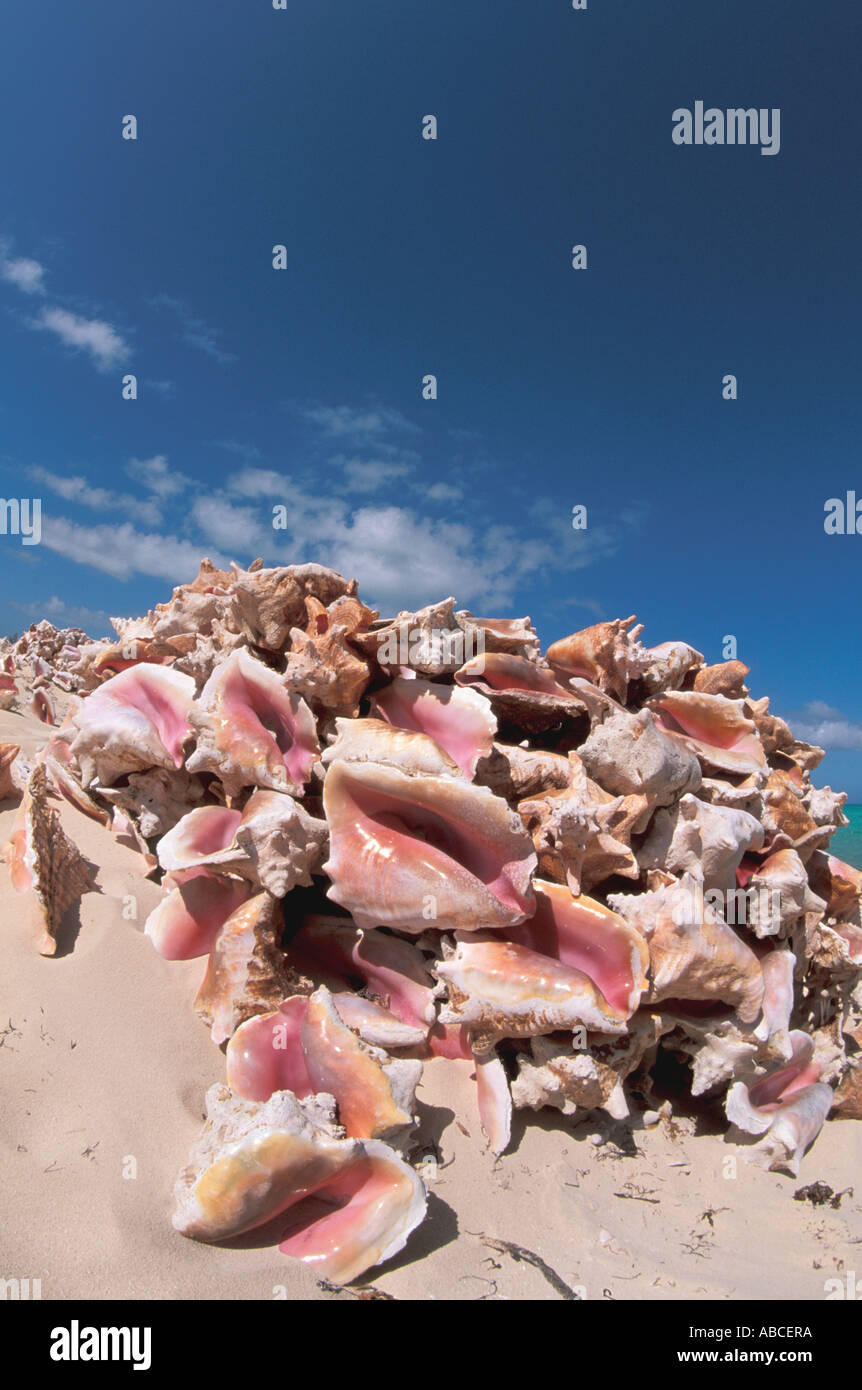 Providenciales Provo Turks and Caicos islands Queen Conch Shells piled ...