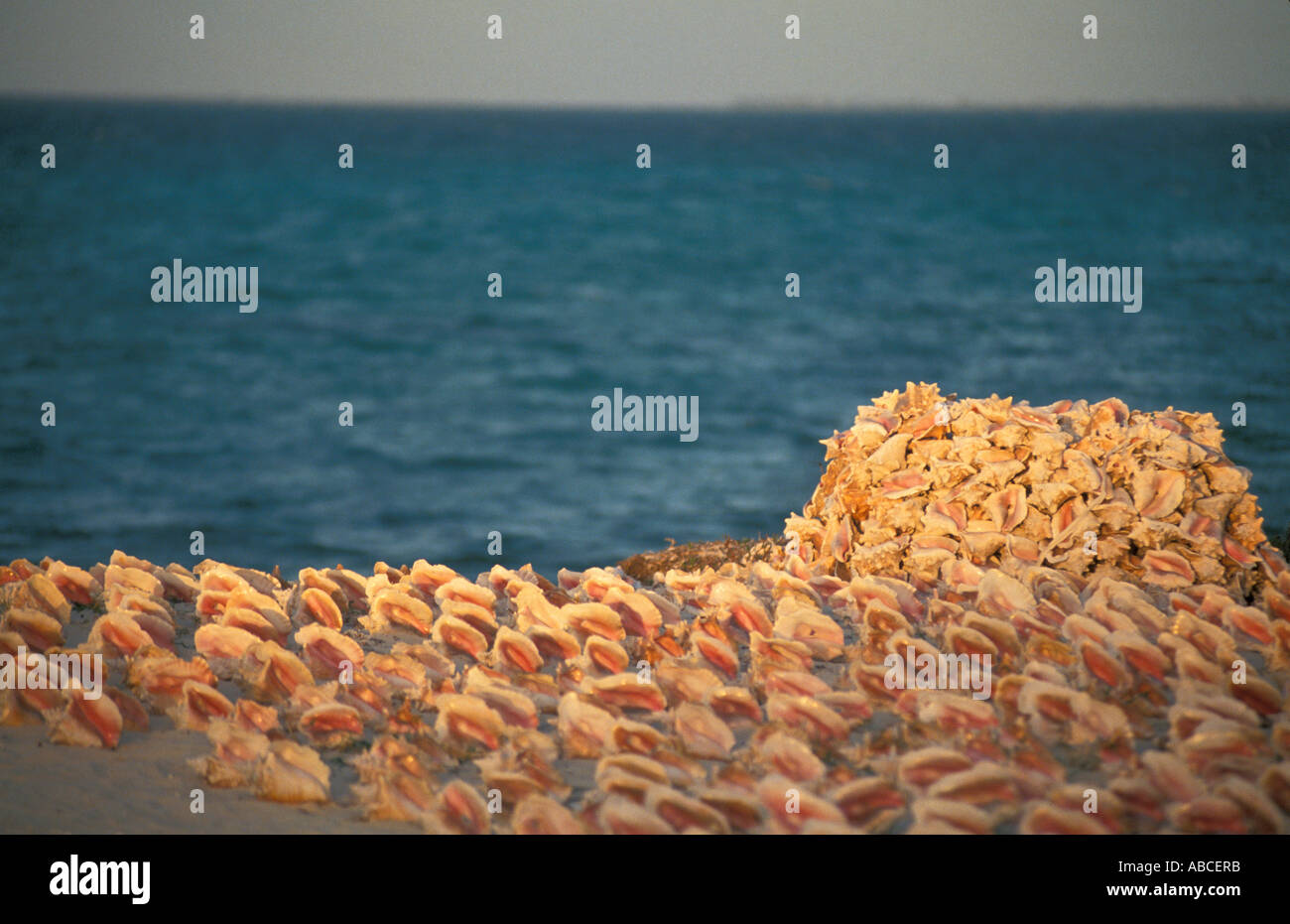 Queen Conchs High Resolution Stock Photography and Images - Alamy